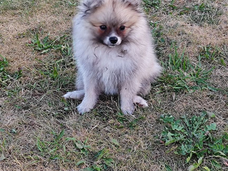 Померанский шпиц