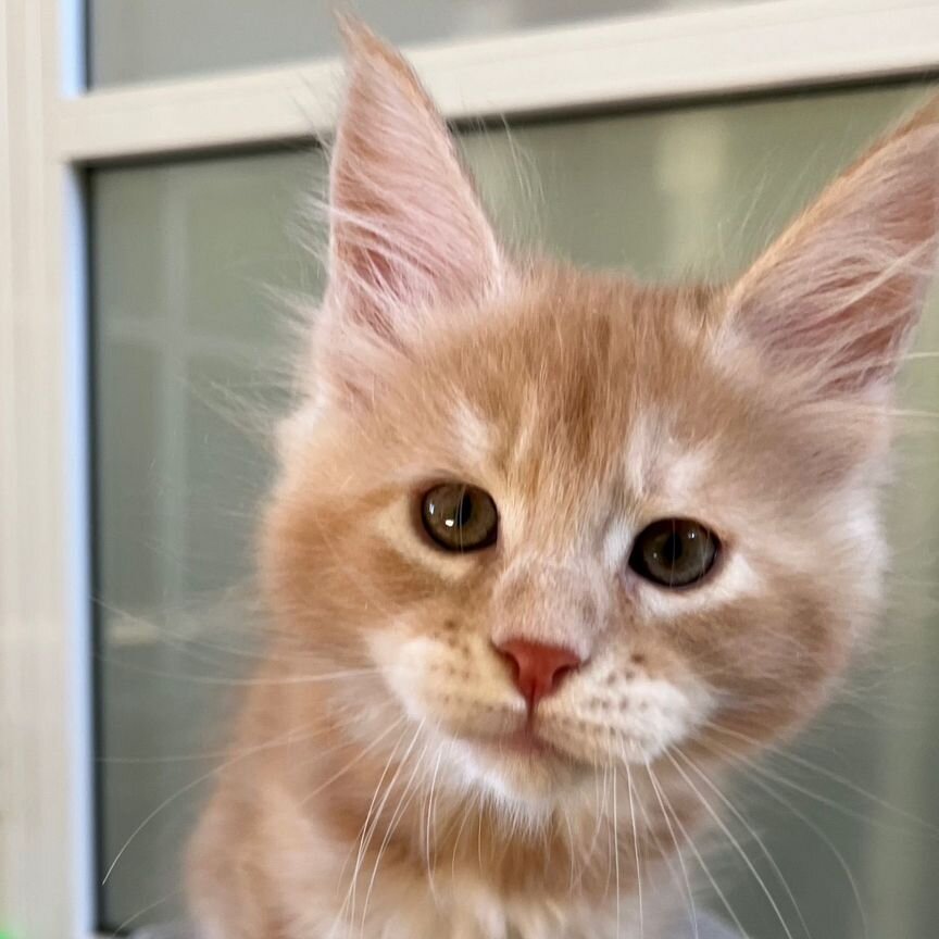 Котята мейн-кун