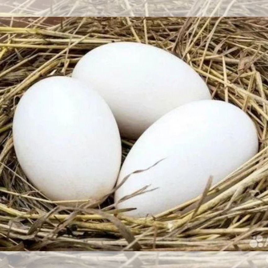 Яйца гусиные на инкубацию