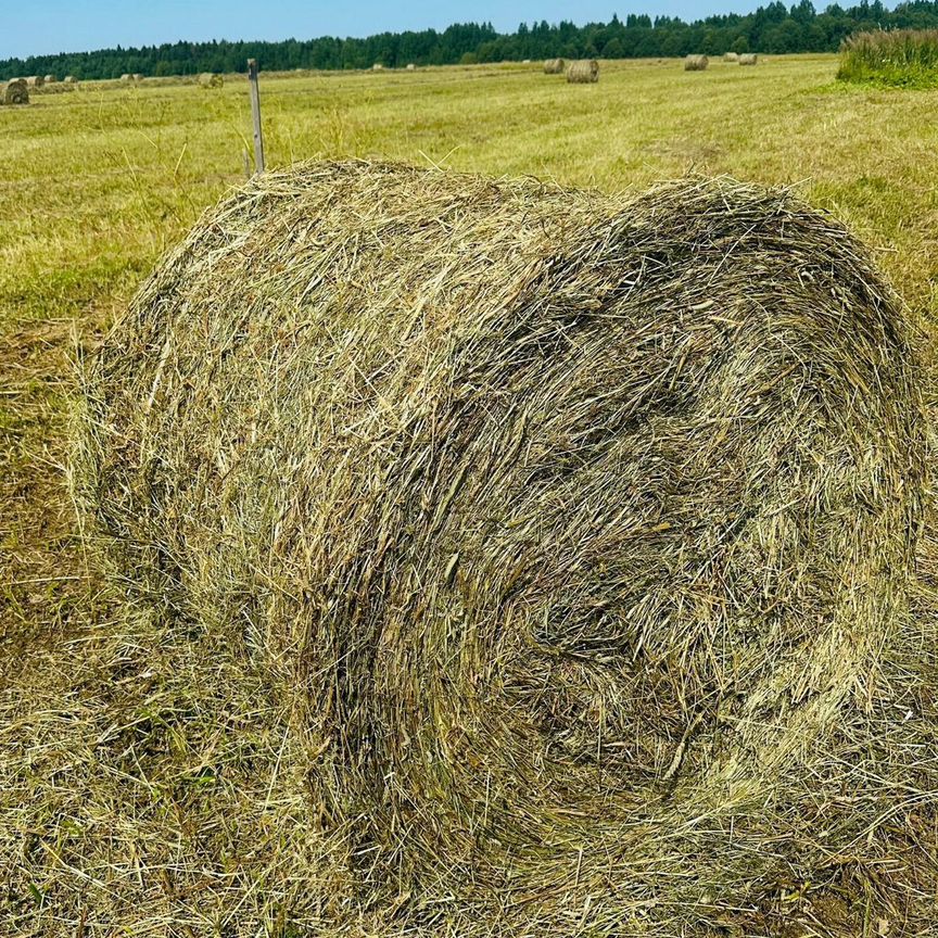 Сено