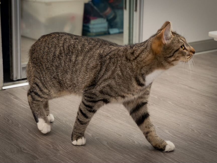 Отличный кот