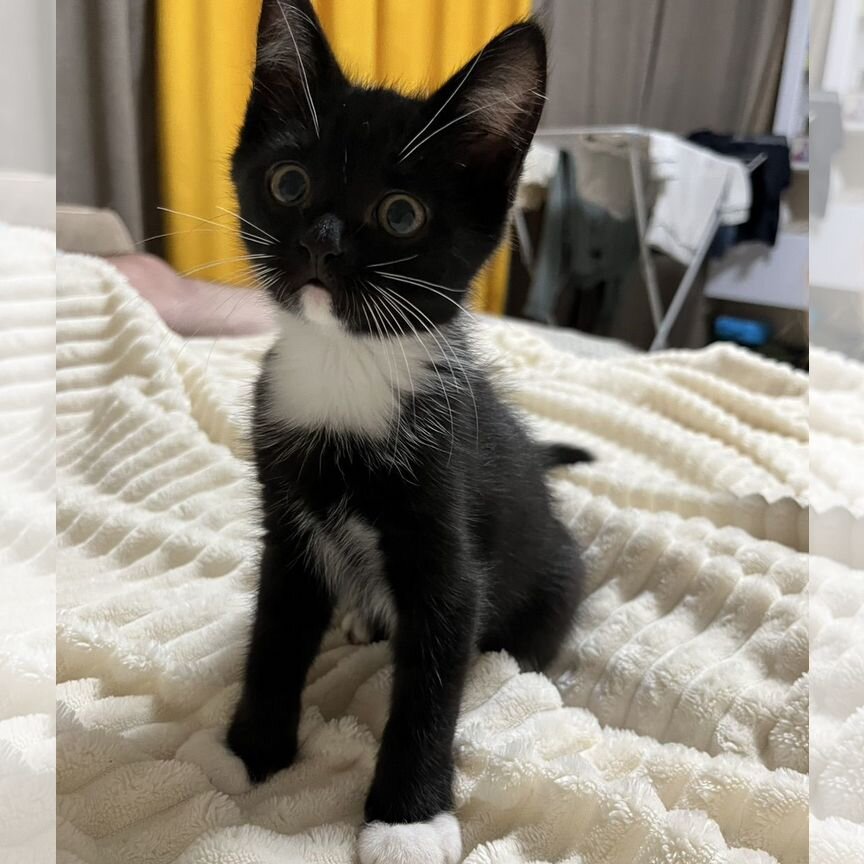 Отдам в добрые руки котика