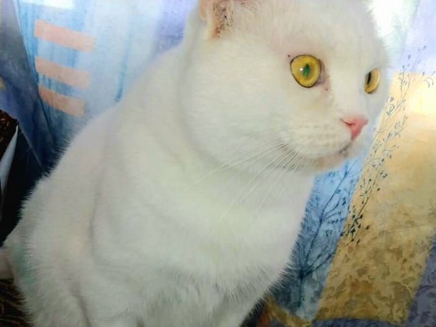 Кошка Белянка стерилизована