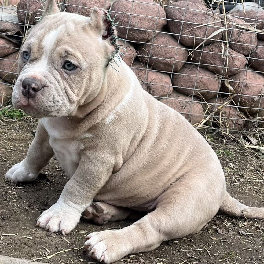 Американский булли покет девочка