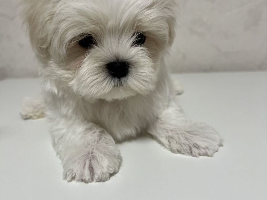 Мальчик мальтезе