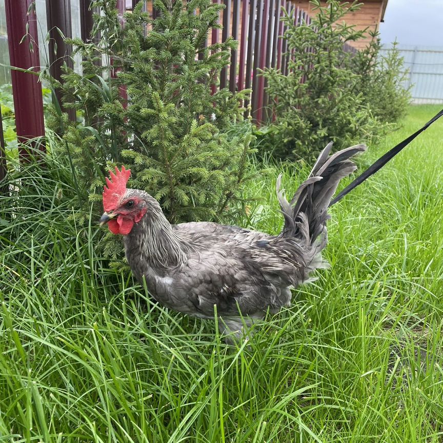 Петух сильвервуд