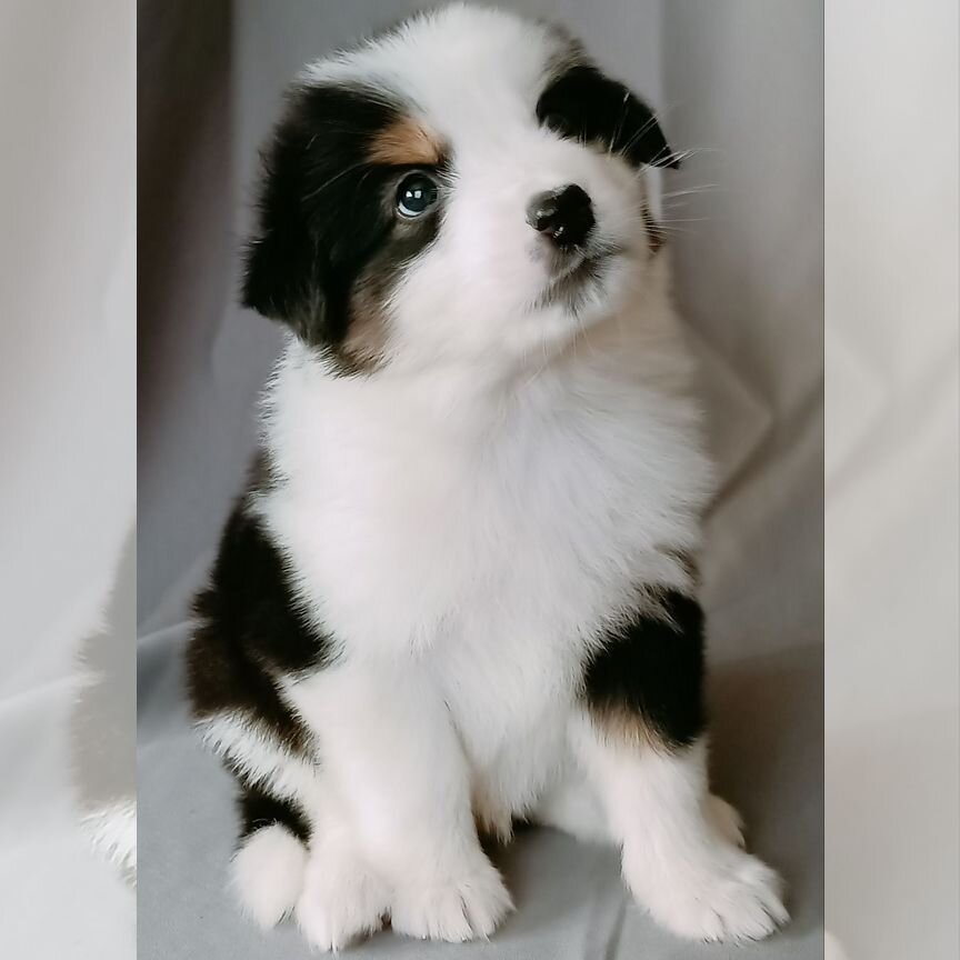 Австралийская овчарка, щенок