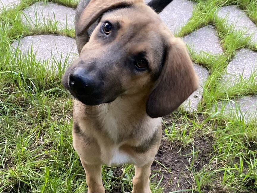 Щенок в добрые руки