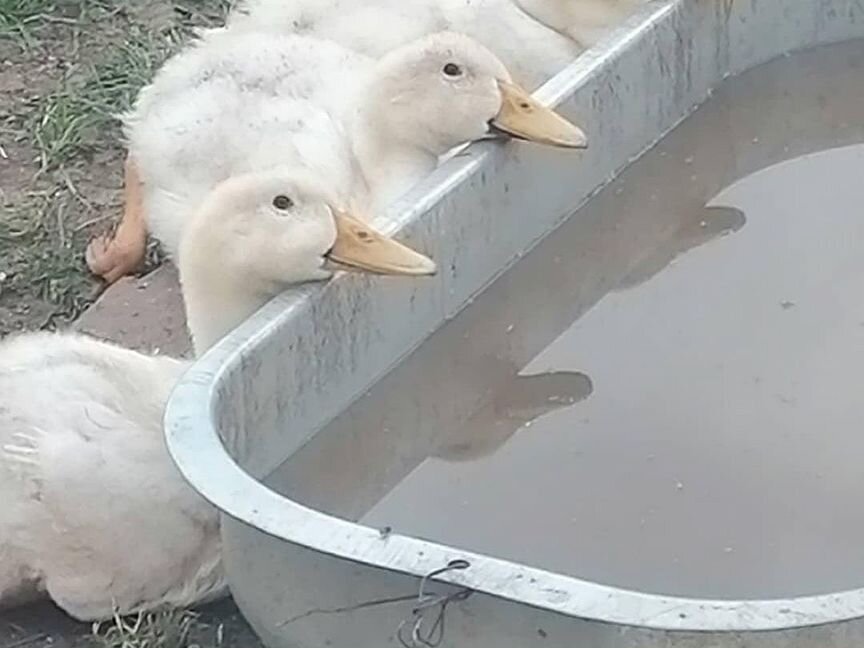 Утята суточные