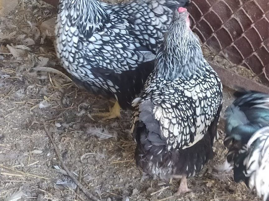 Семья кур виандот 3+1