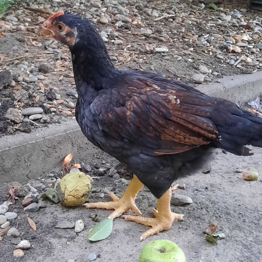 Корниш цыплята