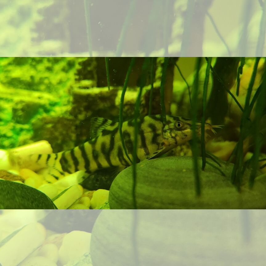 Боции мраморные