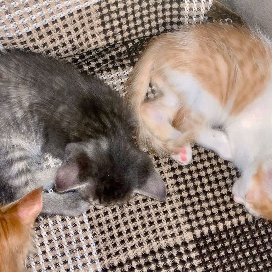 Котята в добрые руки