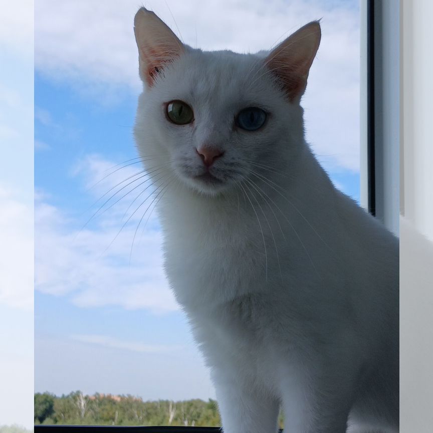 Взрослый кот в добрые руки