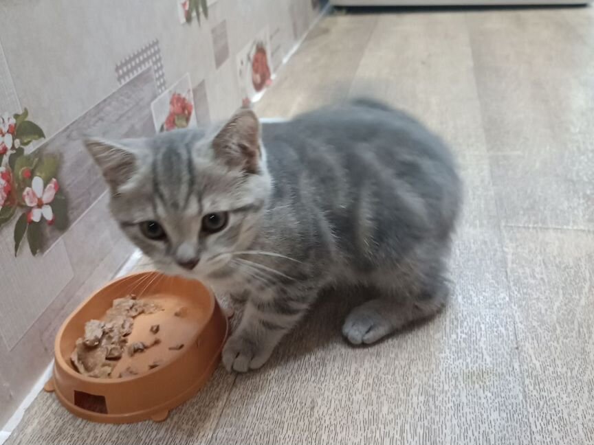 Котёнок