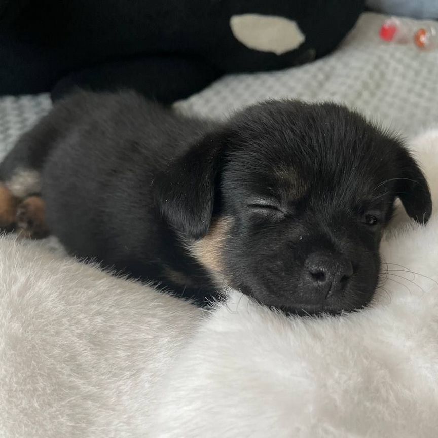 Йоркширский терьер, щенок