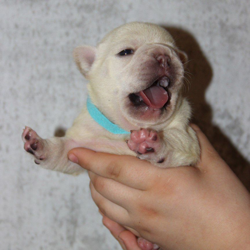 Кремовые малышки