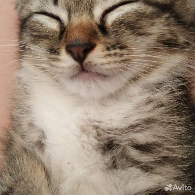 Котёночек ангелочек
