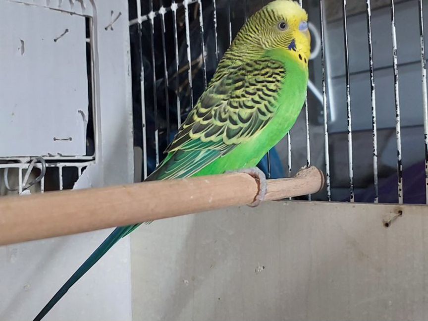 Волнистик полуручной молодой самец