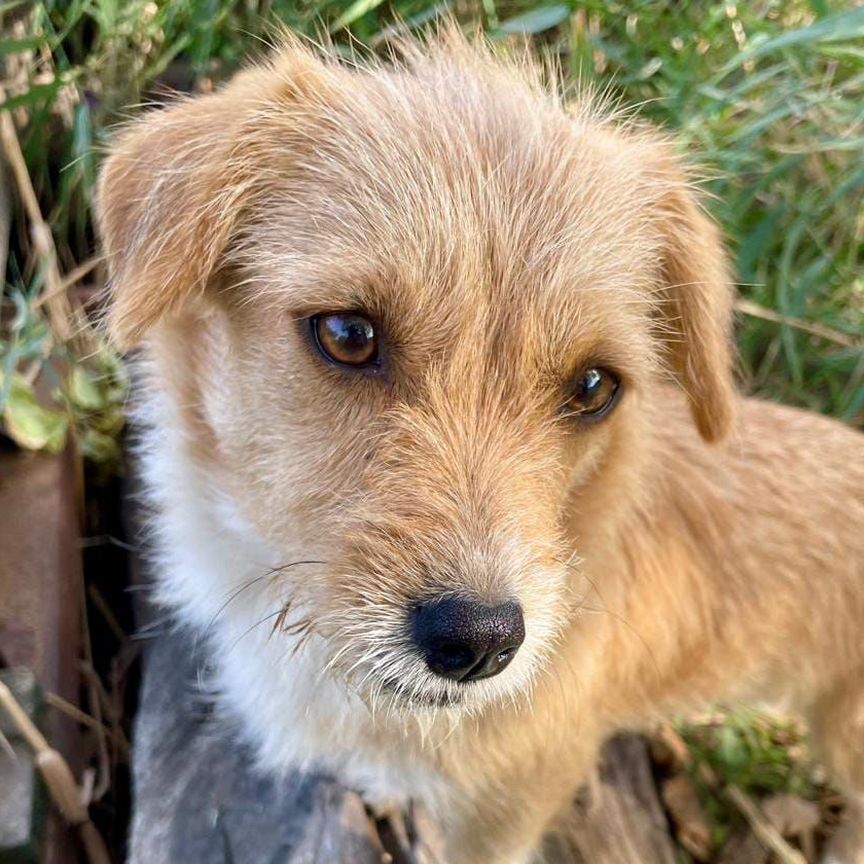 Маленькая собачка