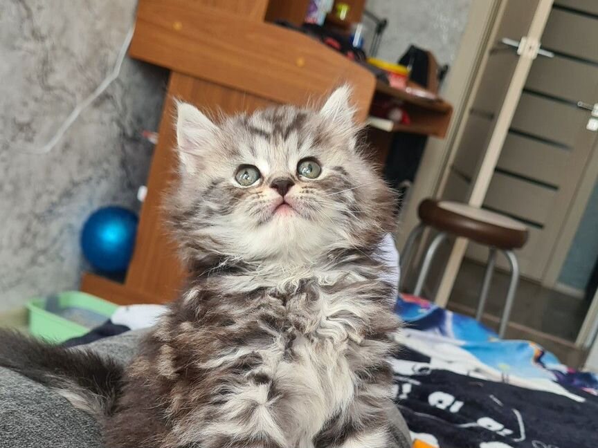 Котенок мейкун сибирский