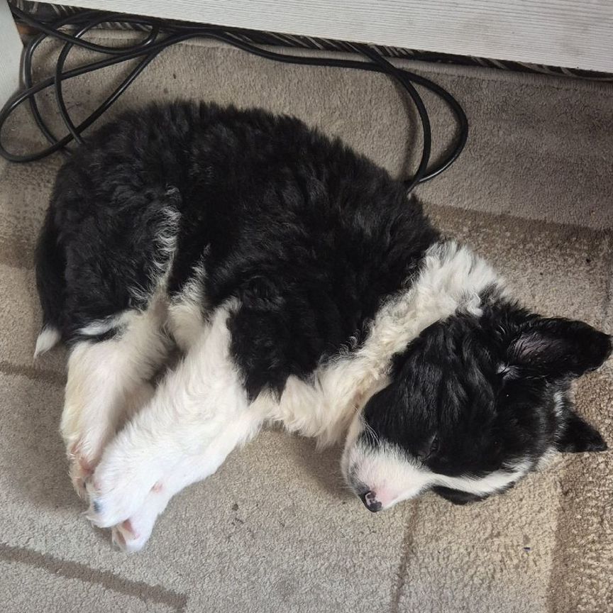 Щенок от частного владельца