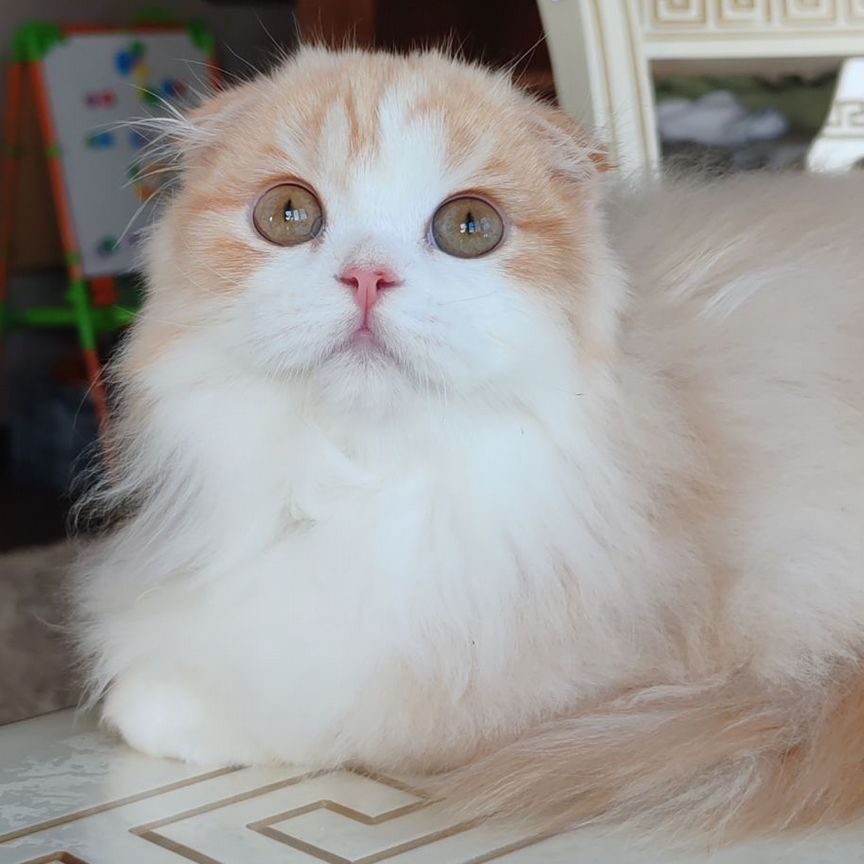 Шотландский вислоухий длинношёрстный котёнок