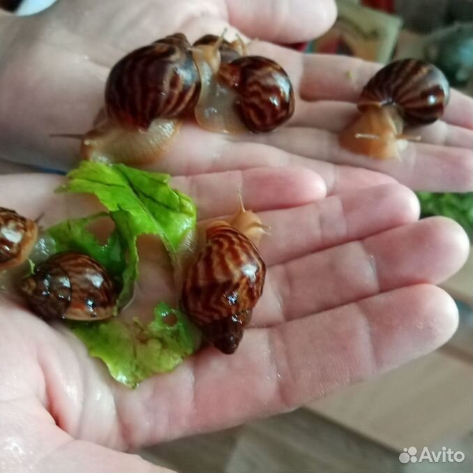 Улитки ахатинские сухопутные