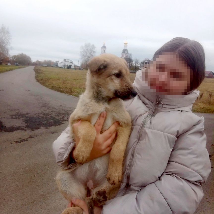 Собака в добрые руки щенок