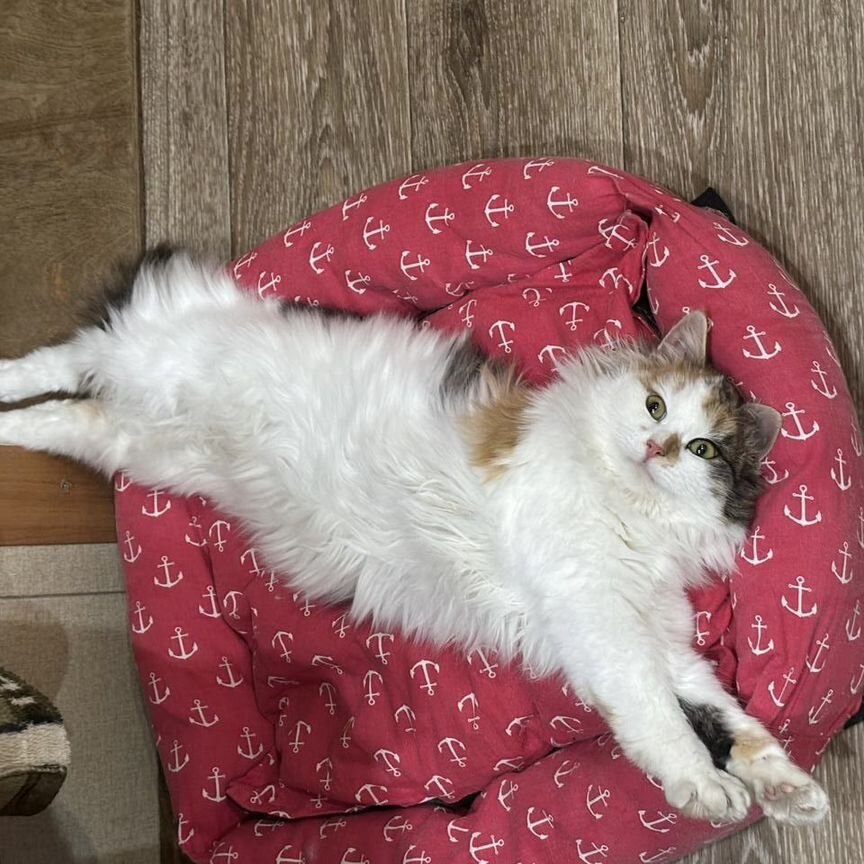 Кошка