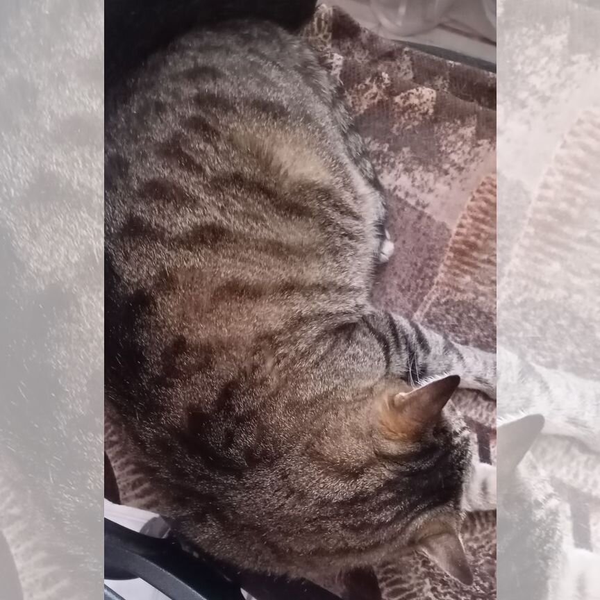 Взрослый кот в добрые руки