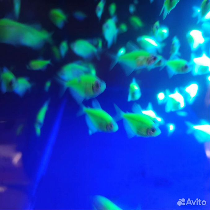 Тернеция глофиш Аквариумные рыбки в ассортименте