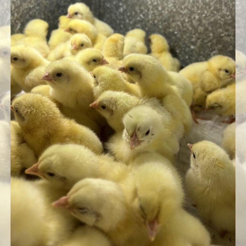 Цыпленок бройлер