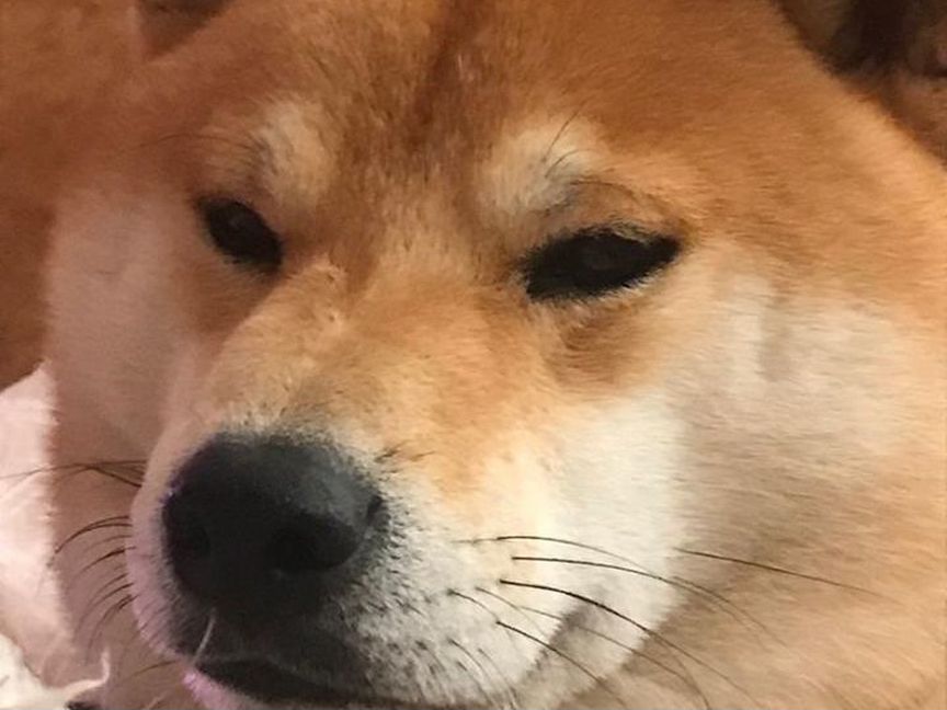 Сиба ину кобель вязка