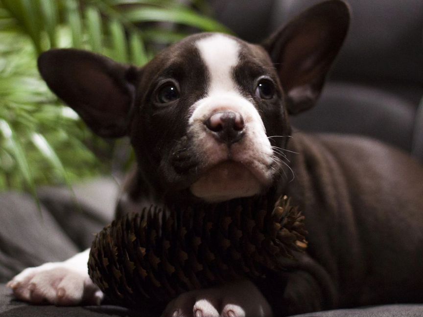 Американский булли мальчик