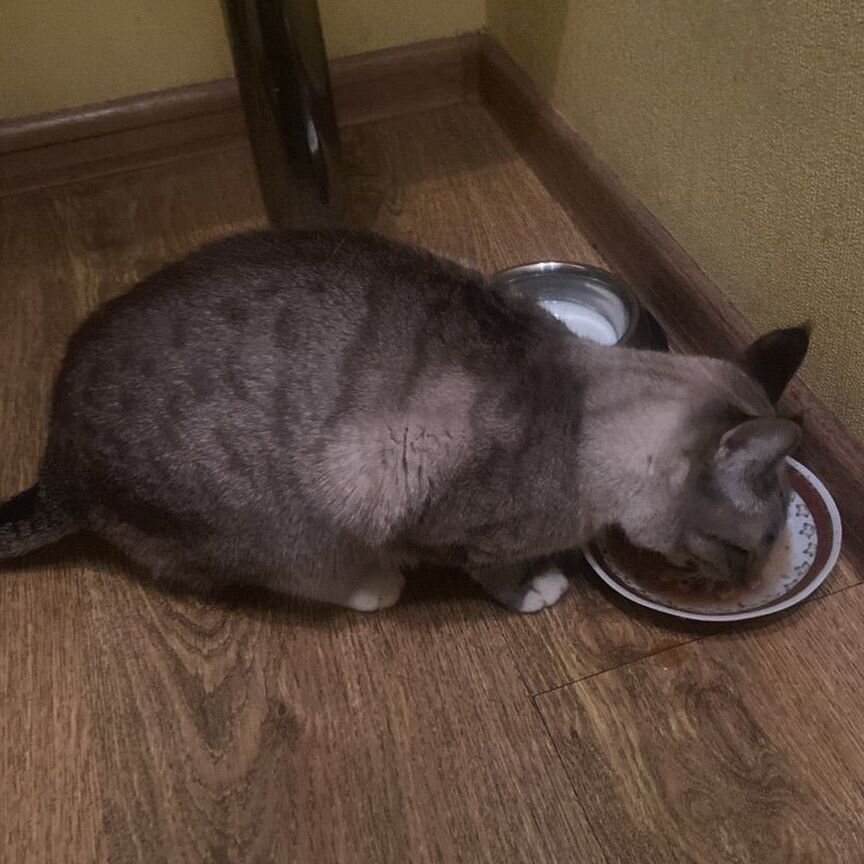 Калифорнийский сияющий котёнок