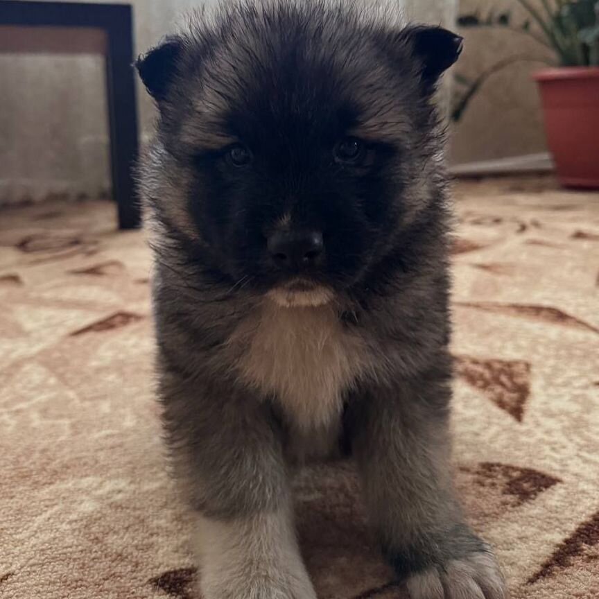 Щенки двор-терьер