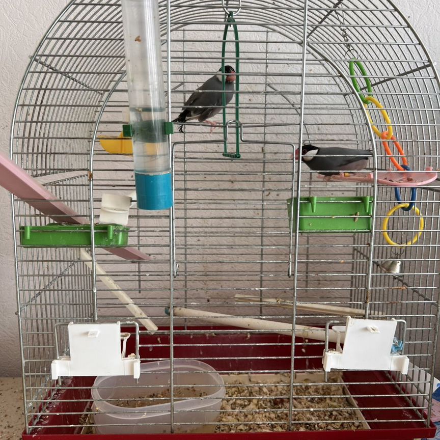 Амадин с клеткой