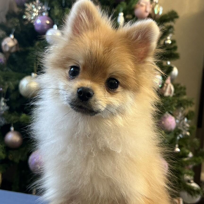 Померанакий шпиц