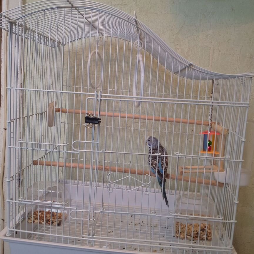 Волнистый попугай с клеткой