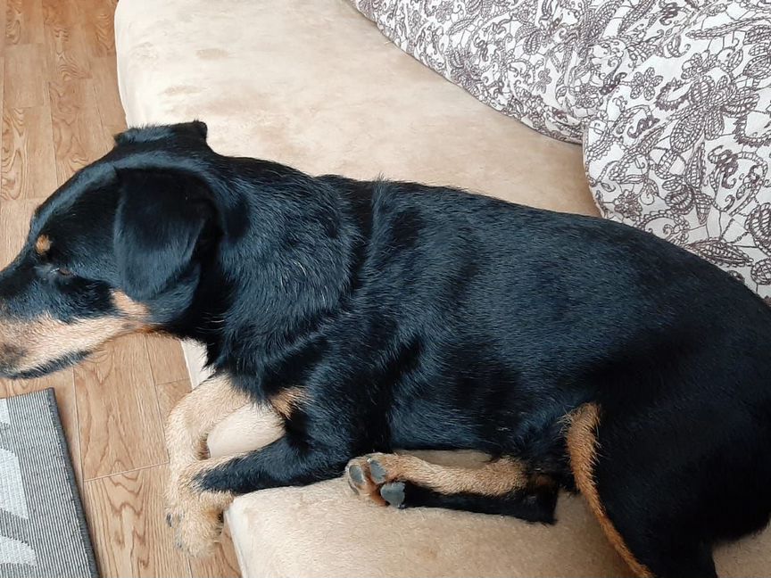 Ягдтерьер рабочий