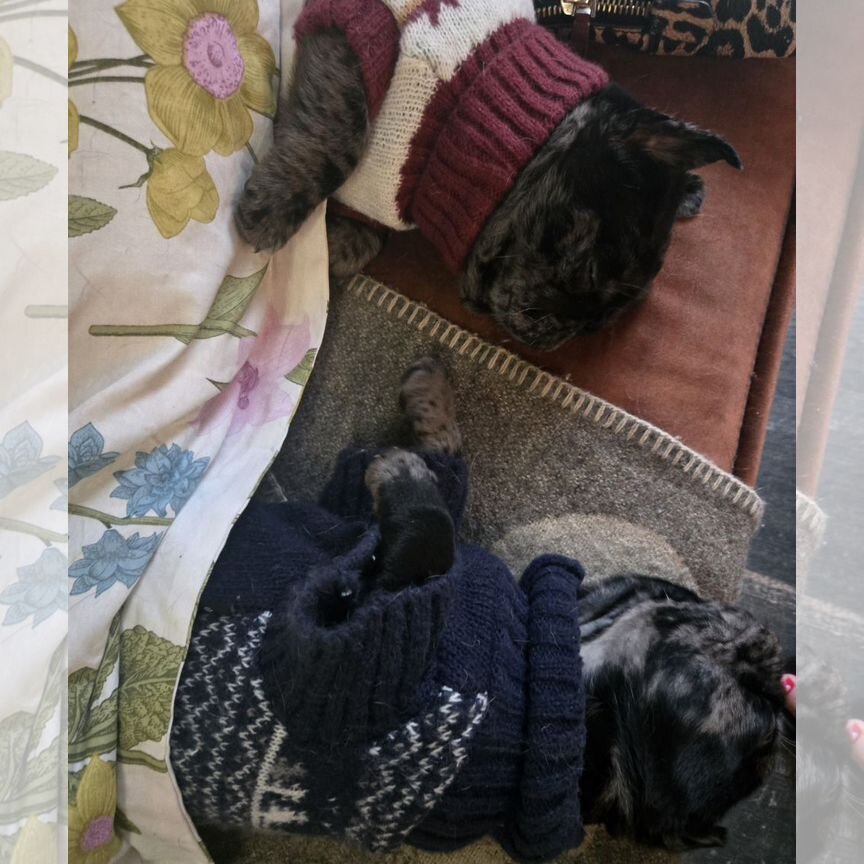 Мопс, щенок