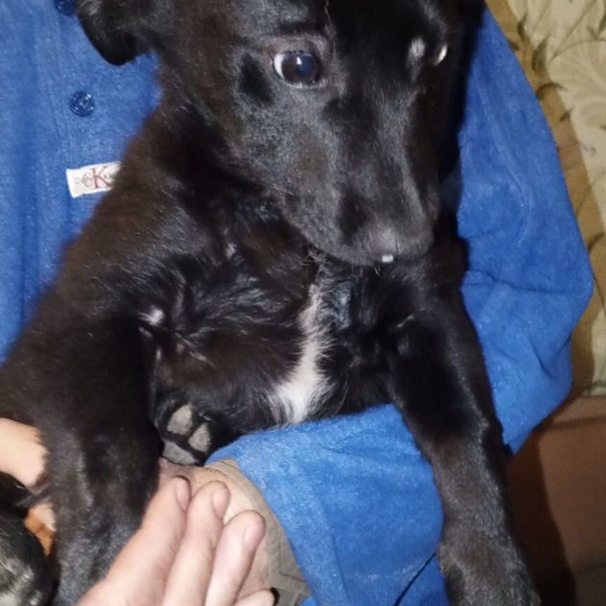 Щенок в добрые руки