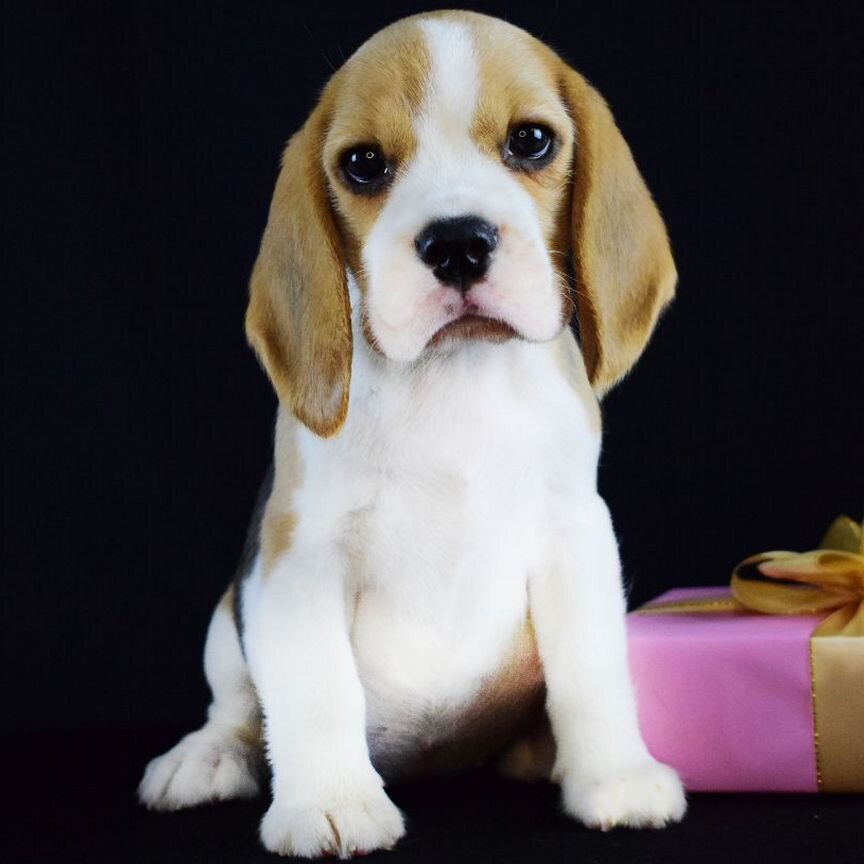 Бигль, щенок