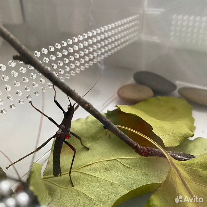 Перуанский палочник/кордильерский