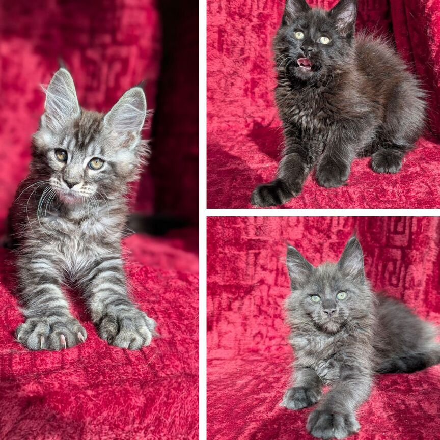 Мейн-кун котёнок