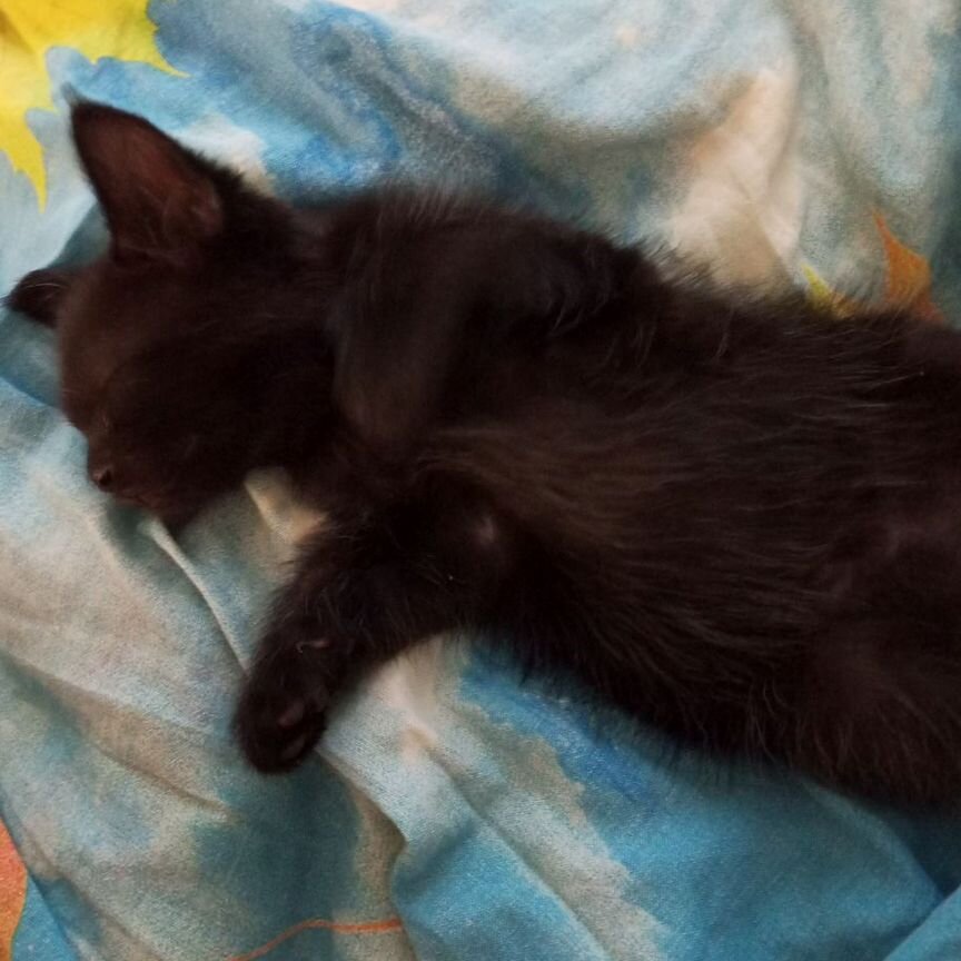 Котёнок в добрые руки