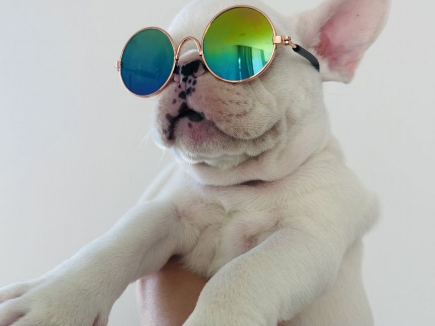 Сын своего отца(щенок французского будьдога)