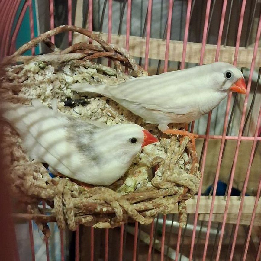 Птицы амадины с клеткой и кормом