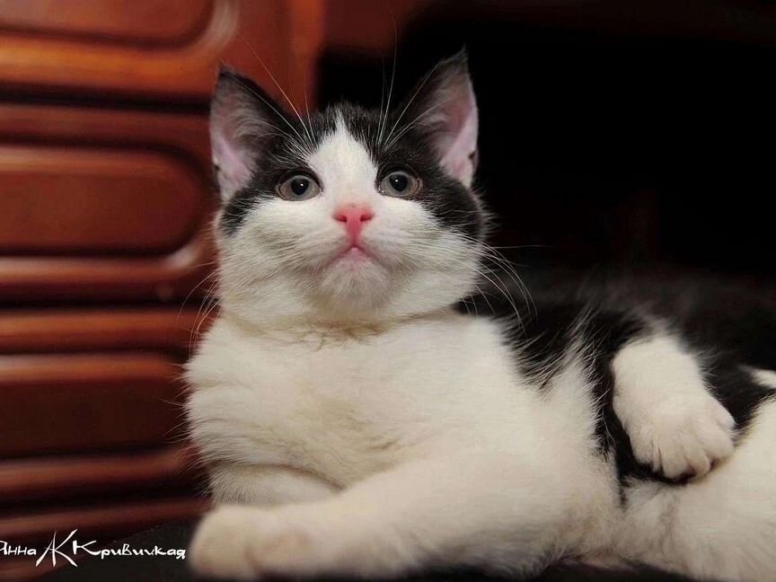 Котенок мальчик 6 мес